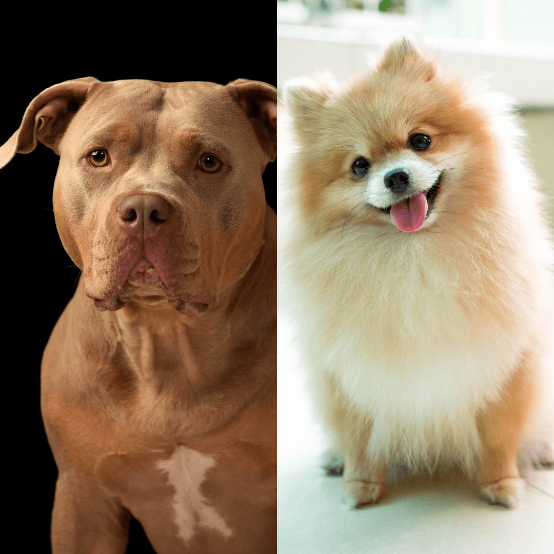 Pitbull Pomeranian Mischlingswelpen Rosey Doodles